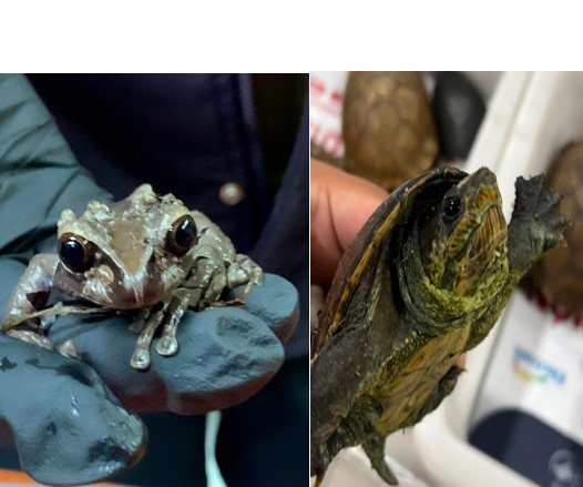 Profepa asegura 120 tortugas y 16 ranas vivas en el AICM; pretendían ...